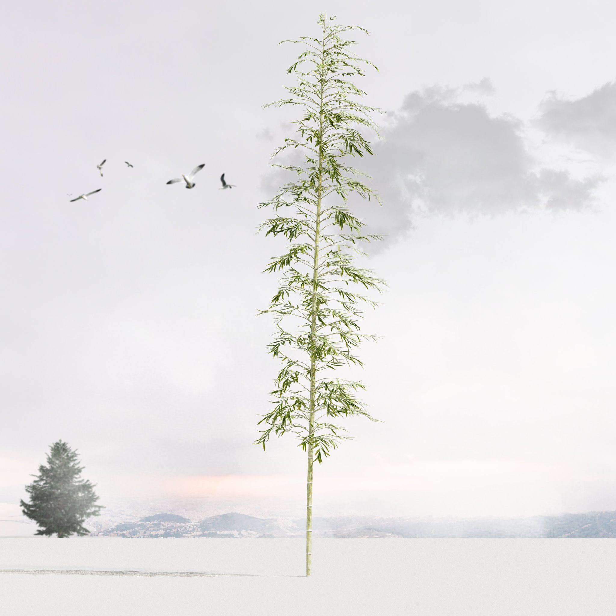 Phyllostachys Edulis Oriental ForestPack | Trees models | BlenderKit