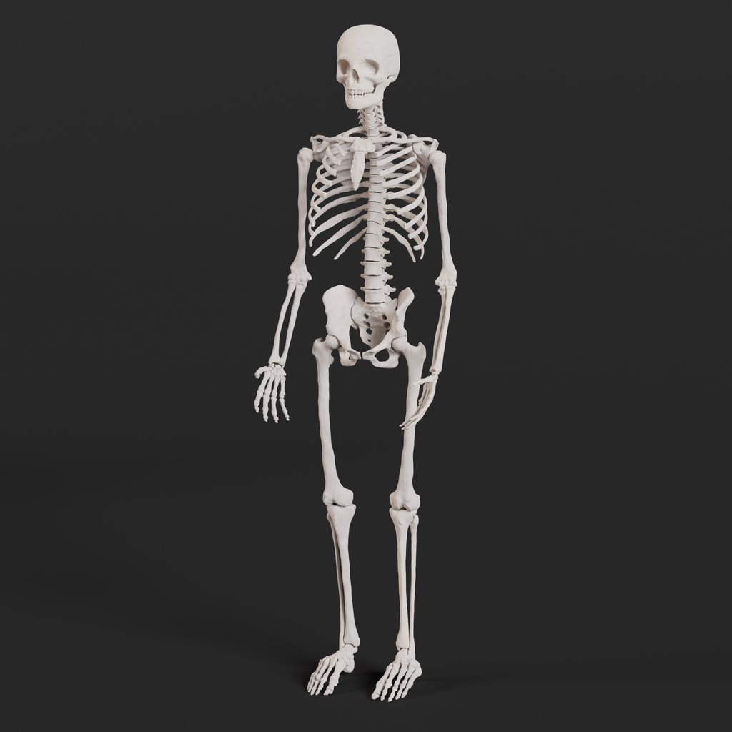 Male Base Mesh - muscular | Full Human Bodies models | BlenderKit