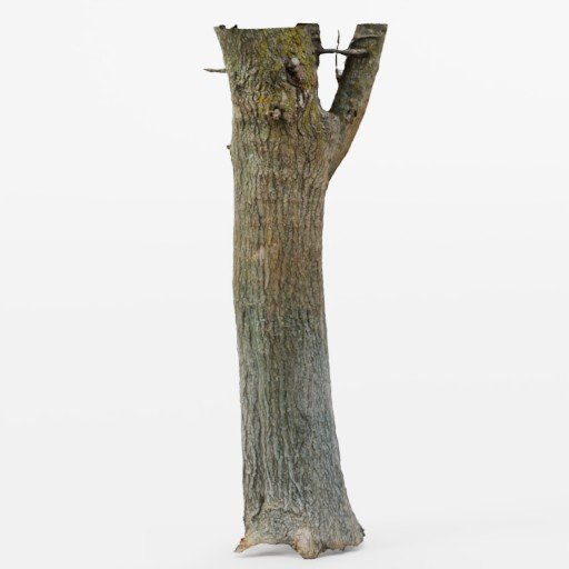 Photoscanned Tree Trumk | FREE Trees models | BlenderKit