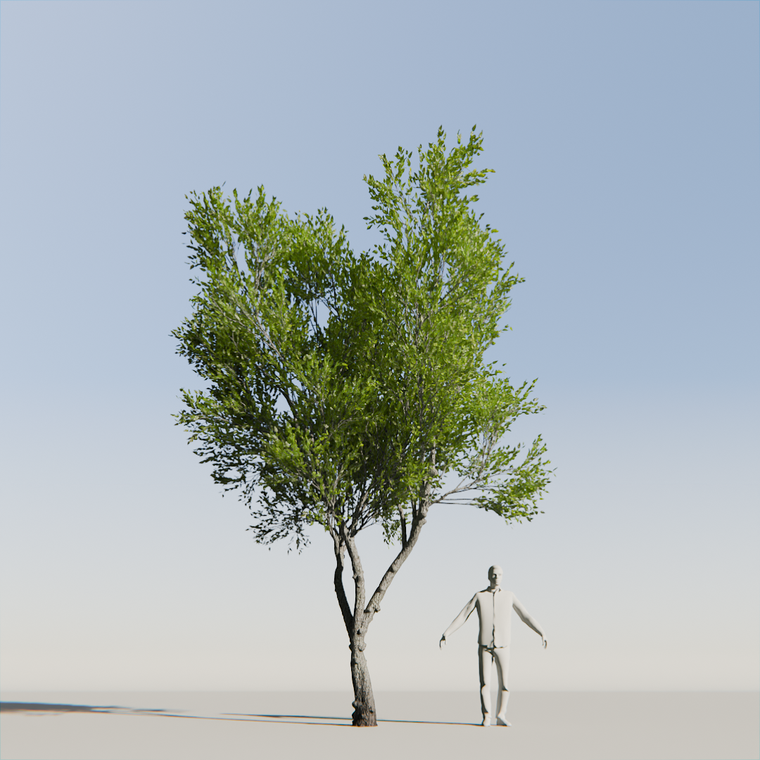 Katsura tree variation 08 | Trees models | BlenderKit