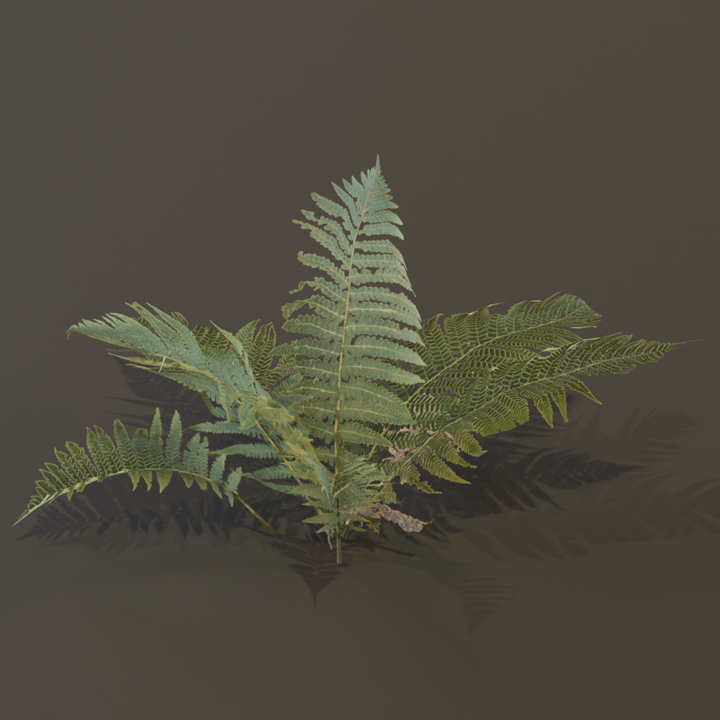 Lady Fern Medium | Outdoor Plants models | BlenderKit
