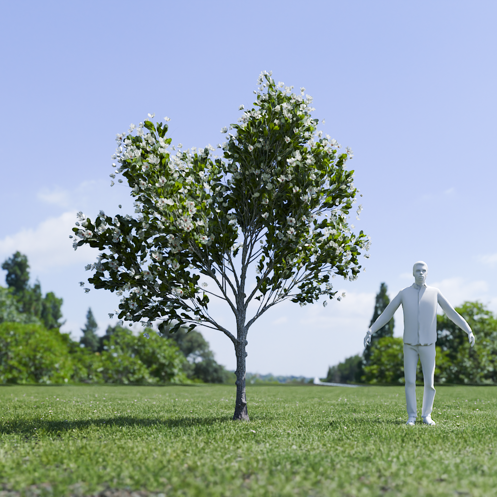 Magnolia Tree | Trees models | BlenderKit
