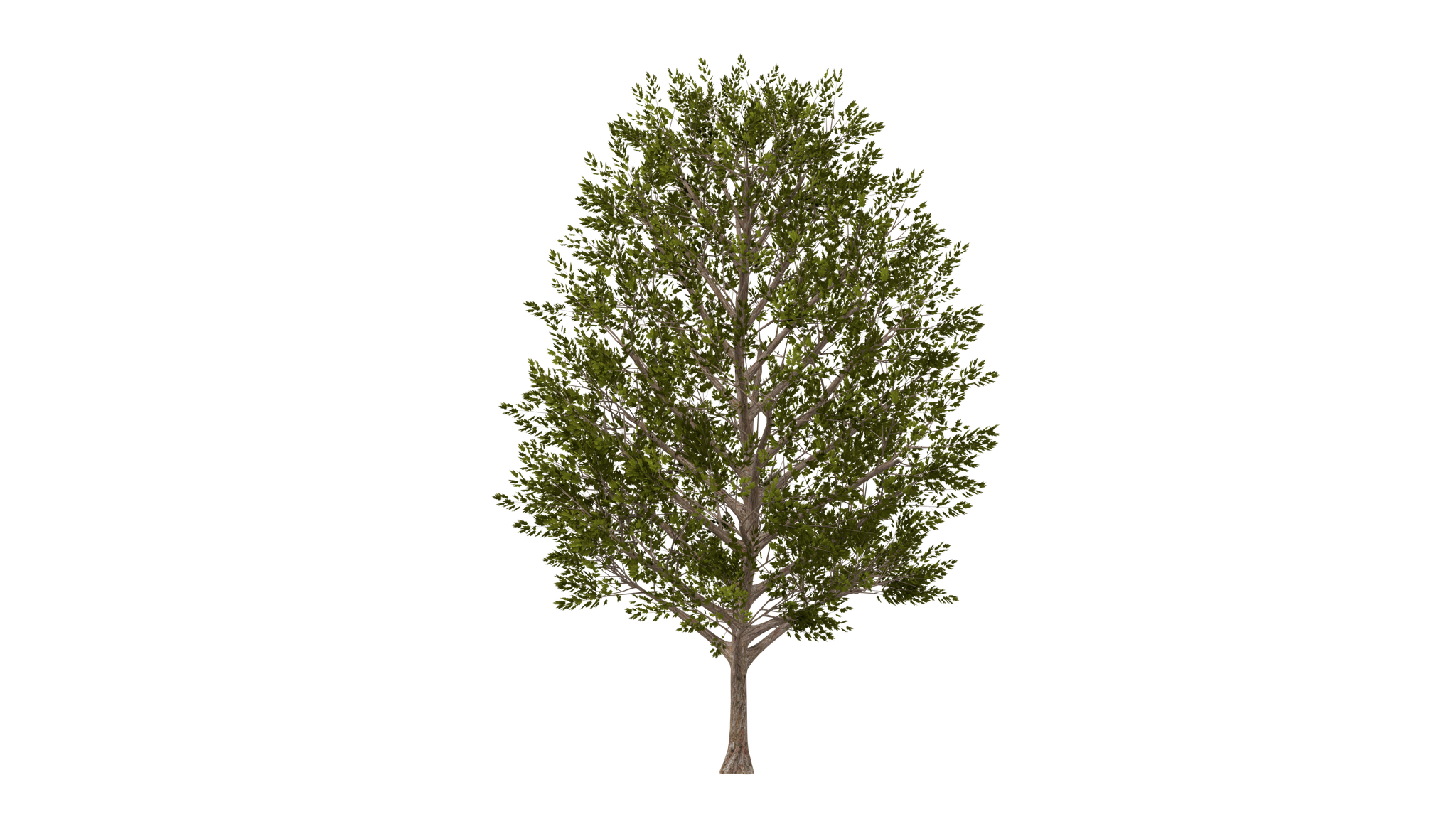 Maple Tree | Trees models | BlenderKit