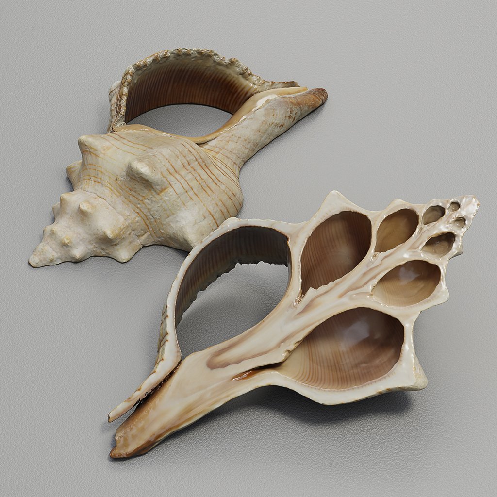 Decorative Sectioned Seashell | Miscellaneous models | BlenderKit