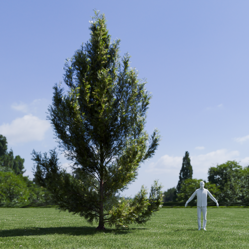 Pine tree - Pinus Flexilis Animated | Trees models | BlenderKit