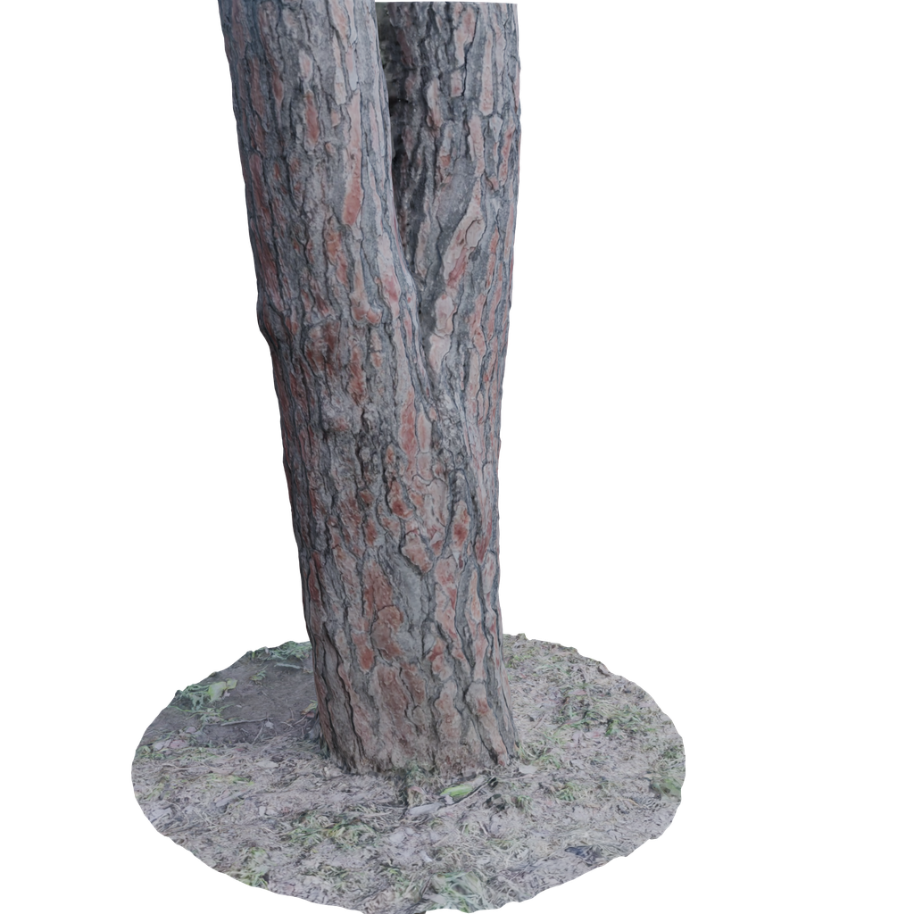Pine Tree Trunk Free Trees Models Blenderkit