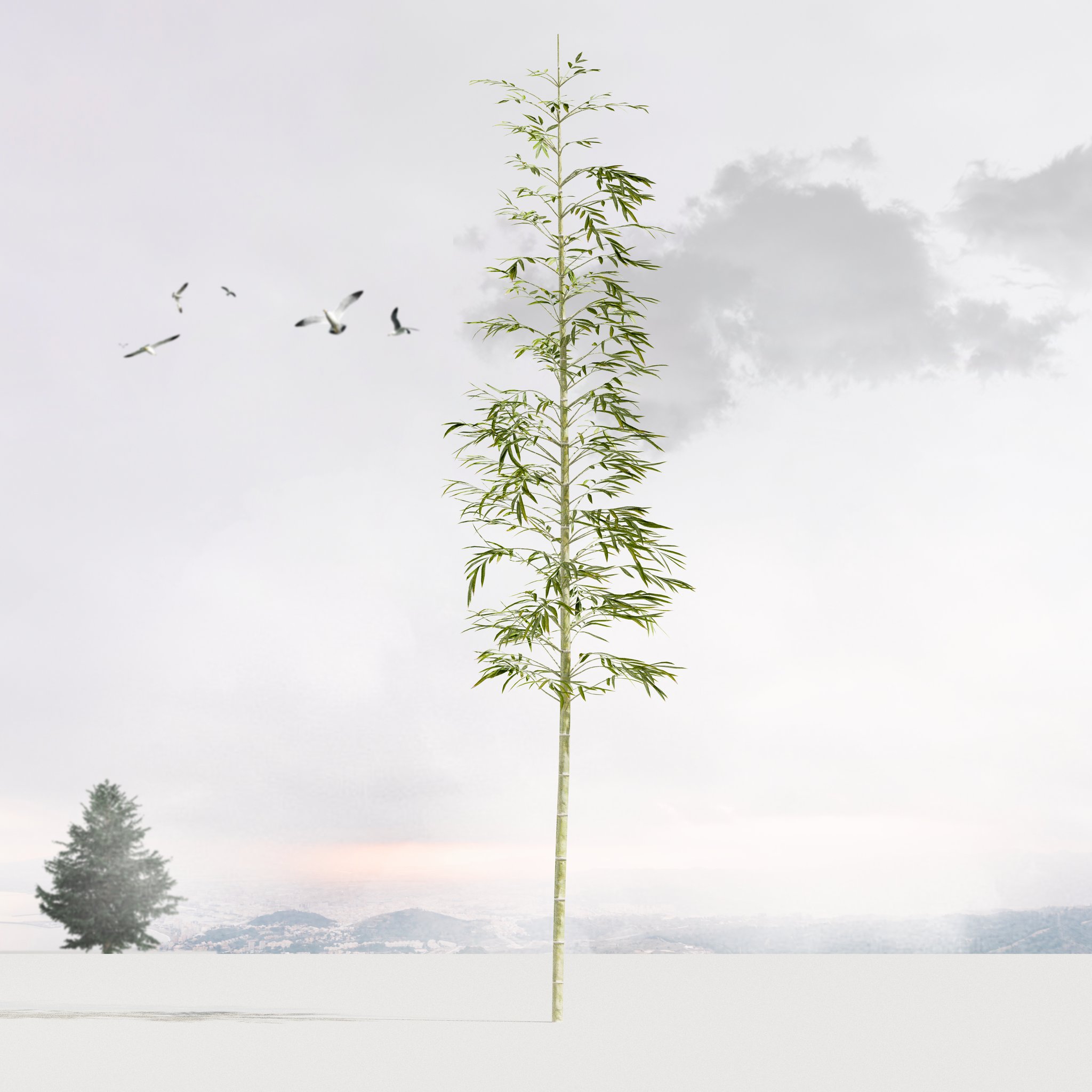 Moso Bamboo TallCane Set HighPoly | Trees models | BlenderKit