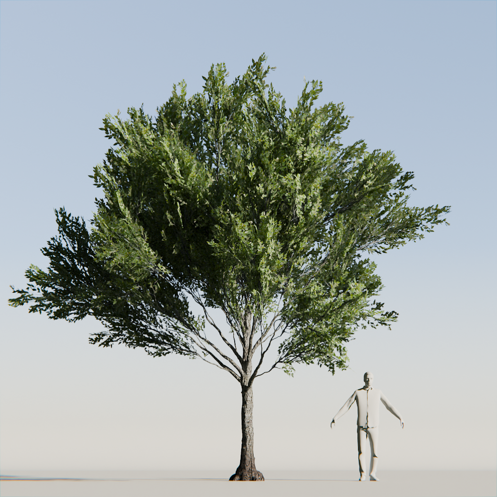 American beech tree variation low poly | Trees models | BlenderKit