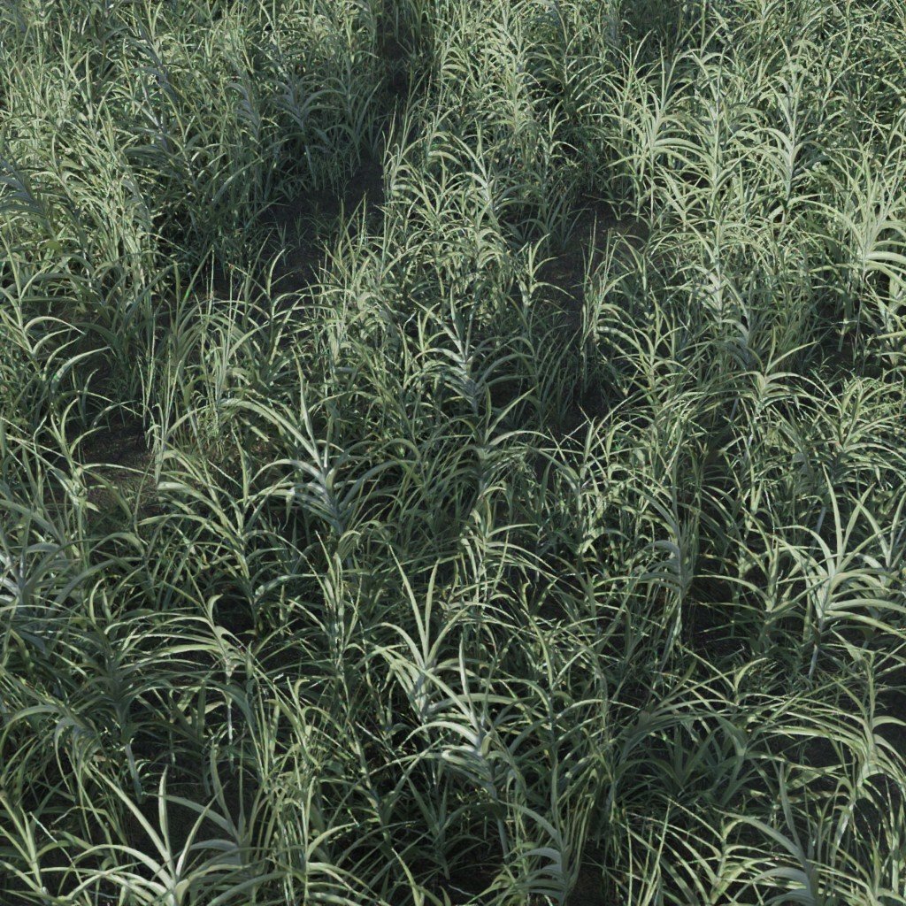 Grass Small Medium Var | Grass models | BlenderKit