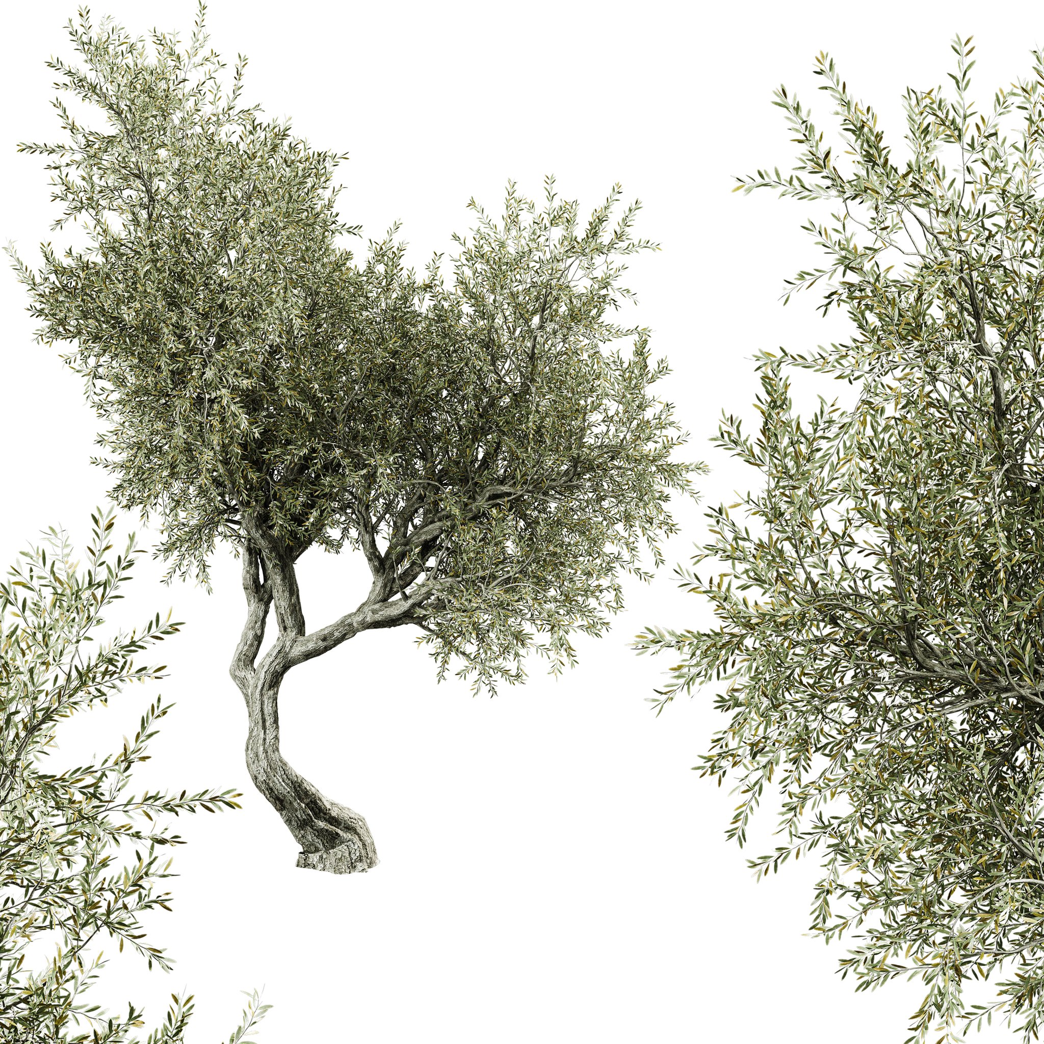 Olive tree 02 | Trees models | BlenderKit