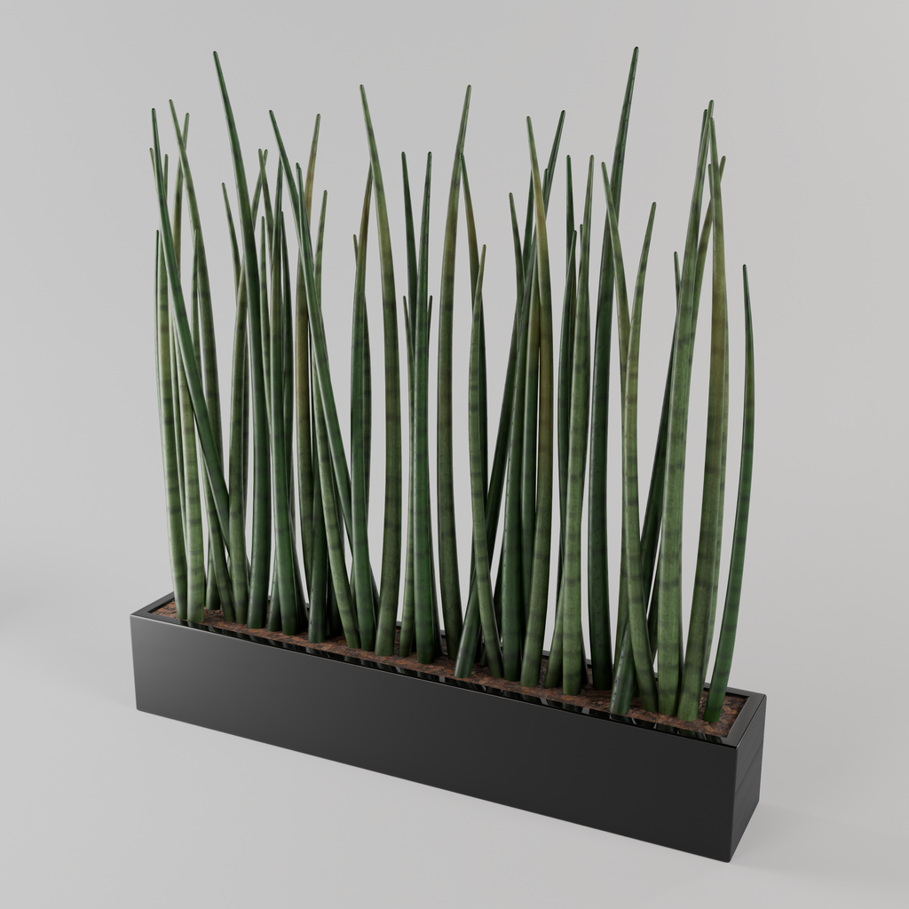 Sansevieria Snake Plant | Indoor Plants models | BlenderKit