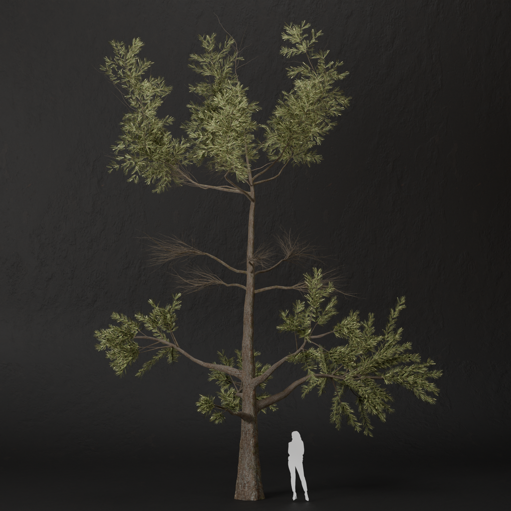 SJ-Summer Breeze Forest Pine | Trees models | BlenderKit