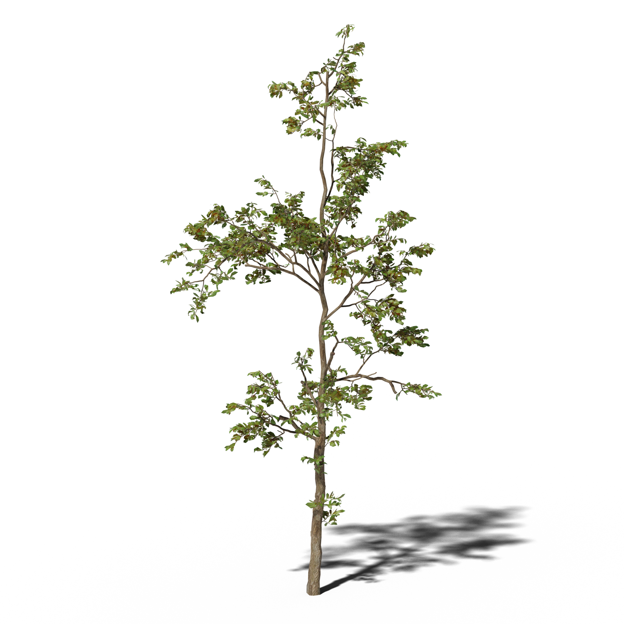Combretum molle tree v1 | Trees models | BlenderKit