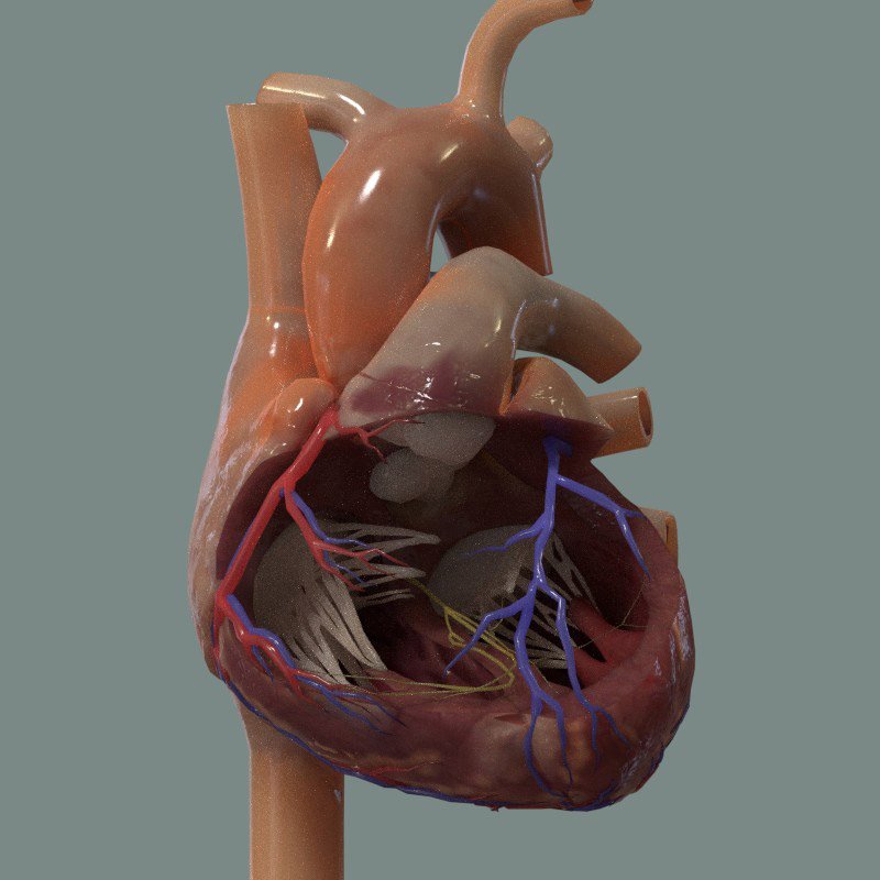 Human heart interior | Internal Organs models | BlenderKit