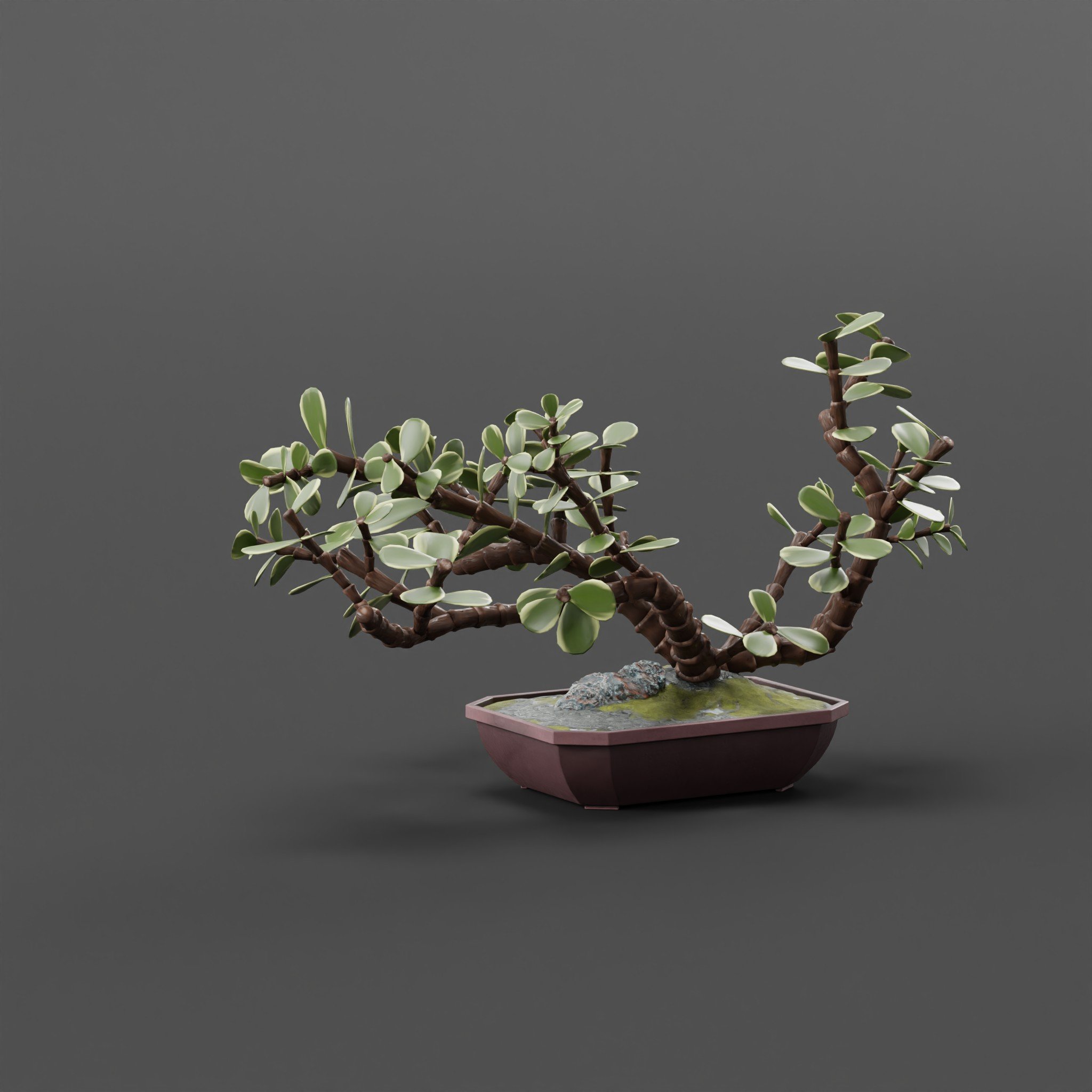 Bonsai tree | FREE Indoor Plants models | BlenderKit