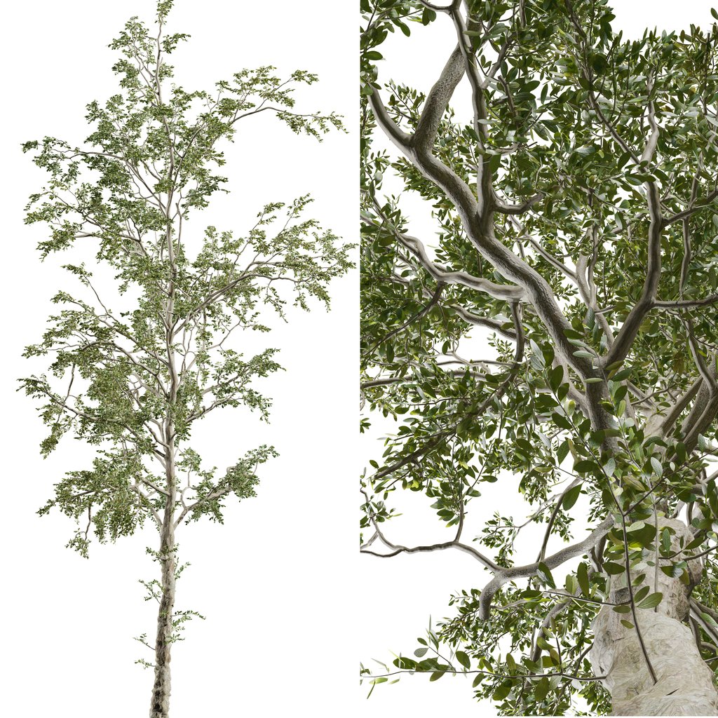 BlenderKit | Download the Tree 05 model