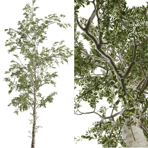 Tree 05 | Trees models | BlenderKit