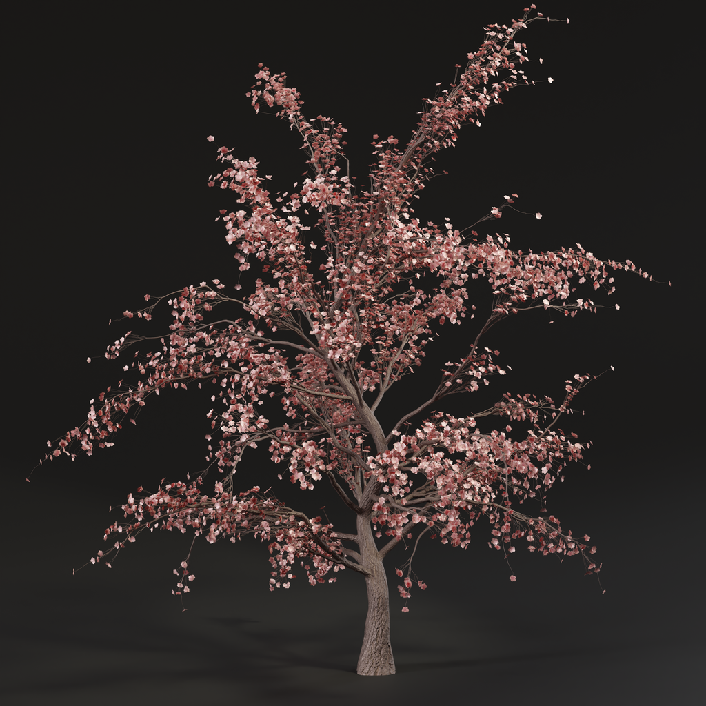 Cherry blossoms | Trees models | BlenderKit