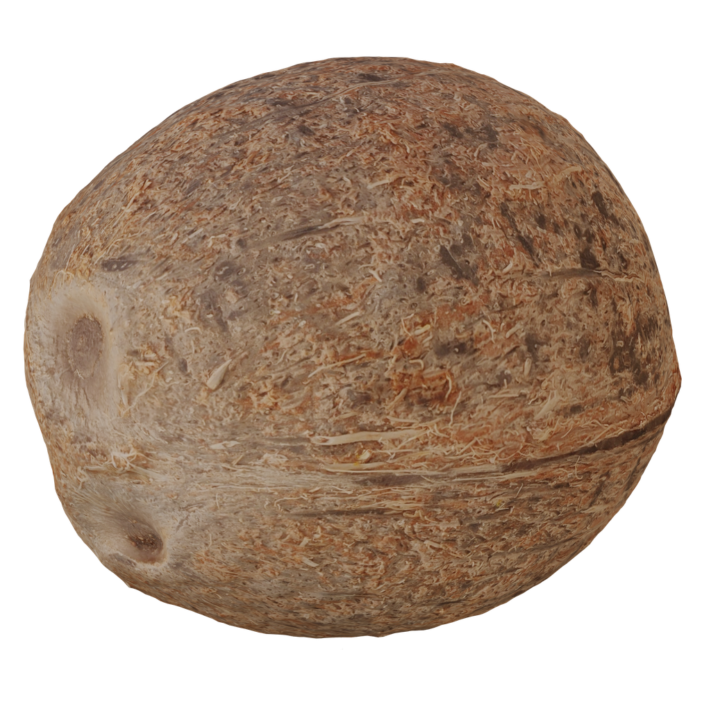 Scanned coconut | FREE Environment Elements models | BlenderKit