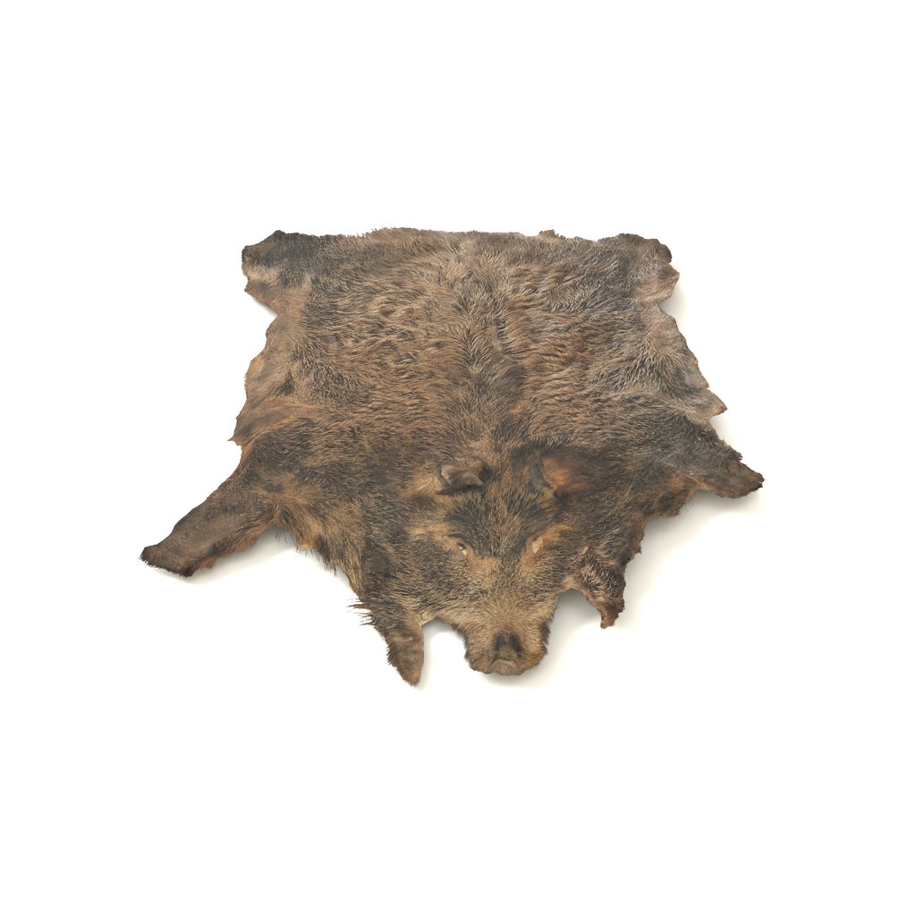 Boar pelt | Interior Design models | BlenderKit