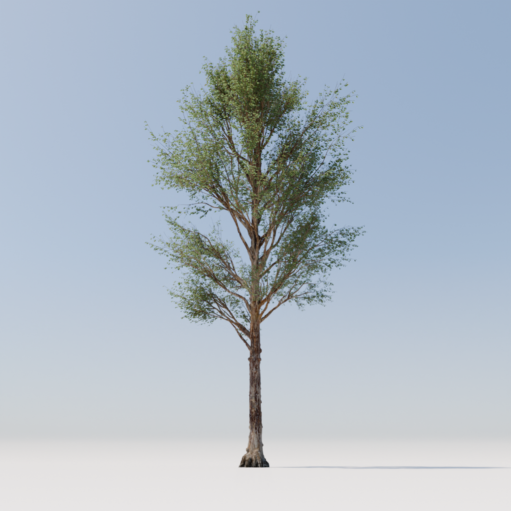 Tree 29 | Trees models | BlenderKit