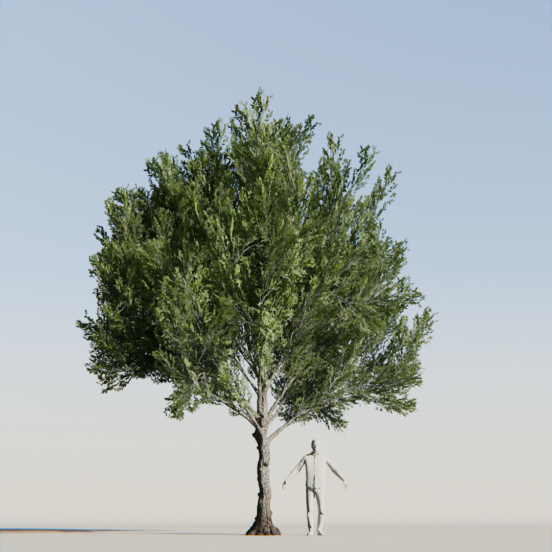 American beech tree variation low poly | Trees models | BlenderKit