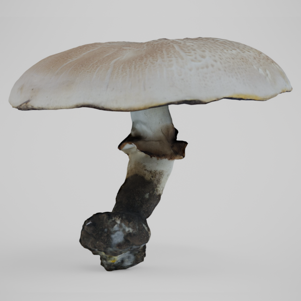The Prince Mushroom | Outdoor Plants models | BlenderKit