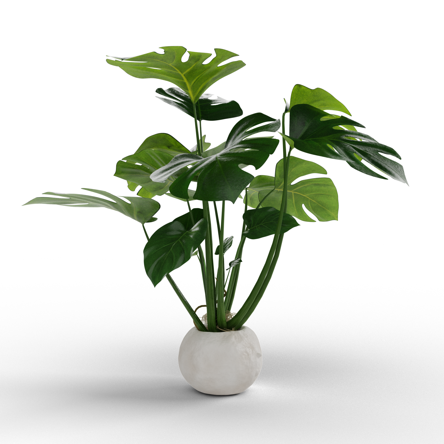 Medium monstera | Indoor Plants models | BlenderKit