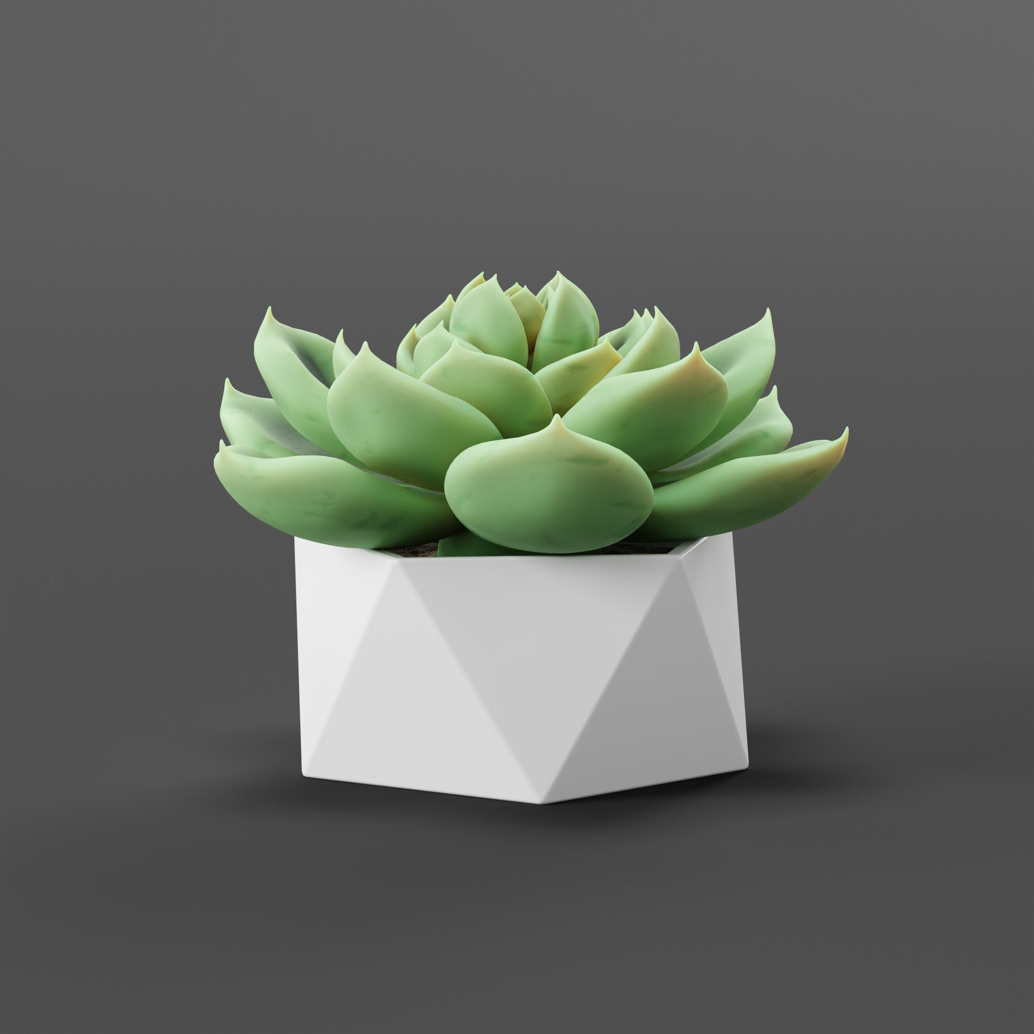 Succulent plant | FREE Indoor Plants models | BlenderKit