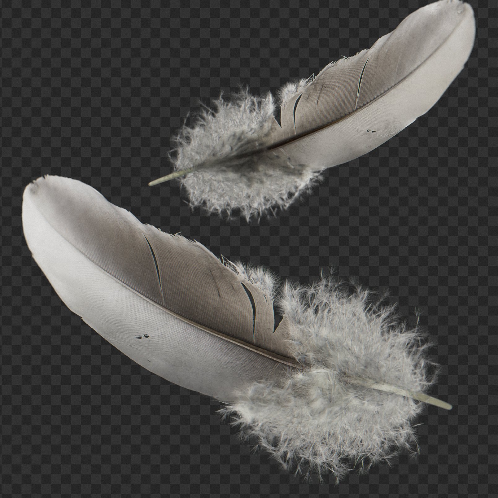 Pigeon Feather (Realistic) | Birds models | BlenderKit