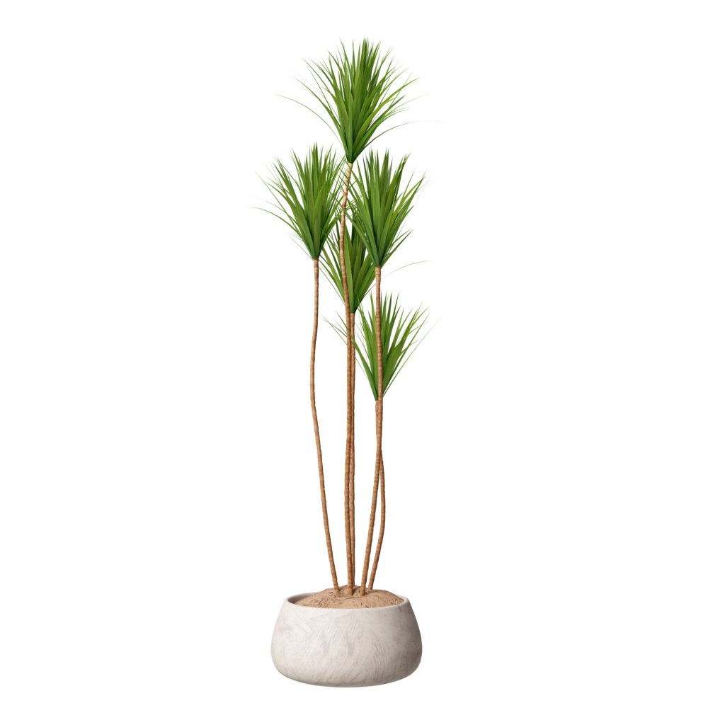 Yucca Elephantipes Gigantea Vase | Indoor Plants models | BlenderKit