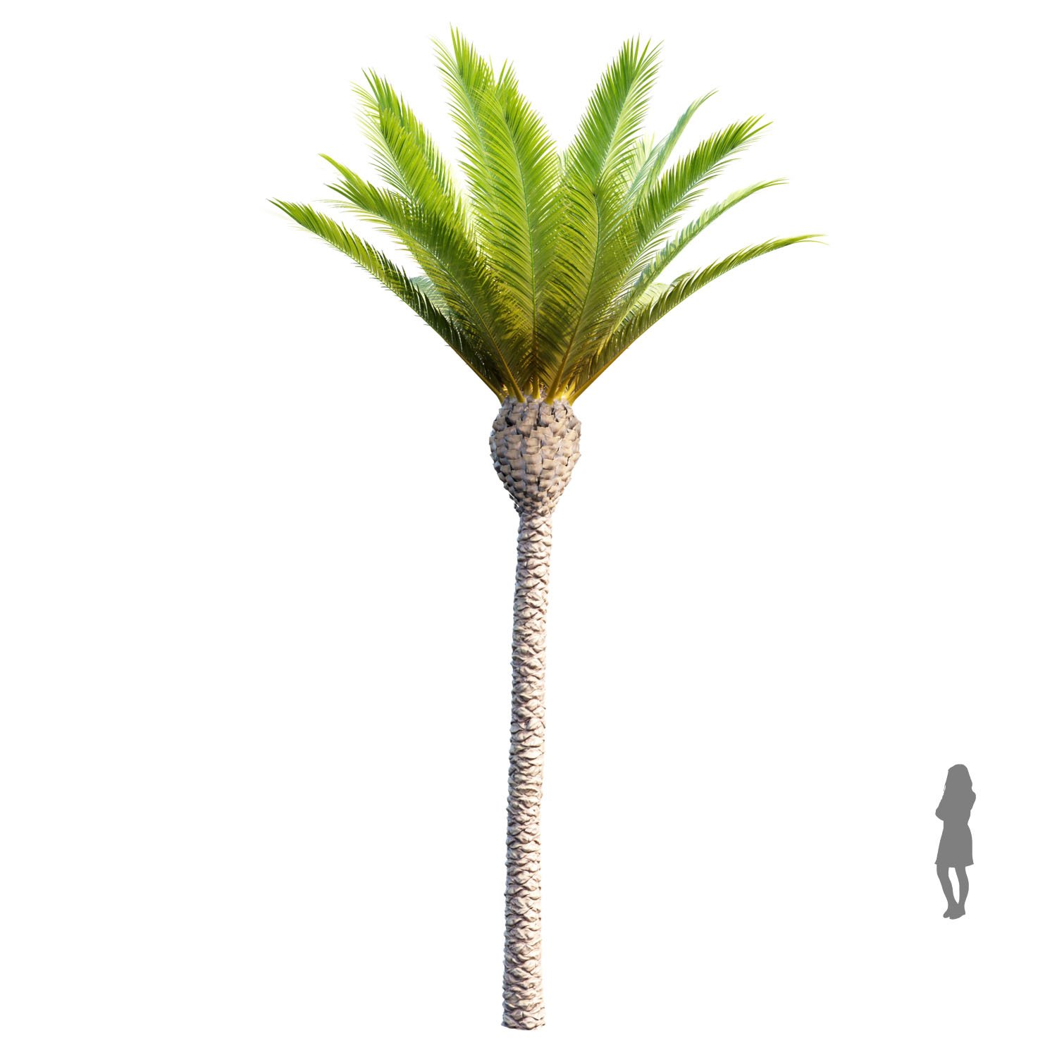 Palm Phoenix Canariensis Decorative | Trees models | BlenderKit