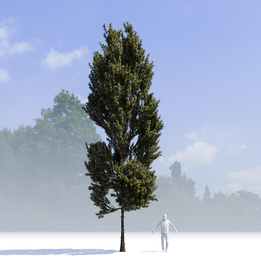 Coniferous Tree | Trees models | BlenderKit