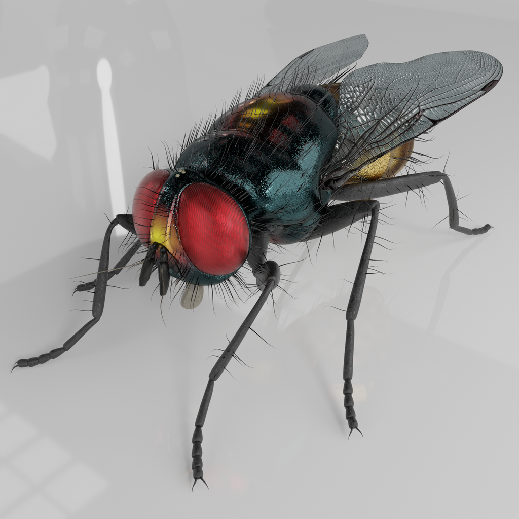 Cockroach walk-cycle | FREE Insects models | BlenderKit