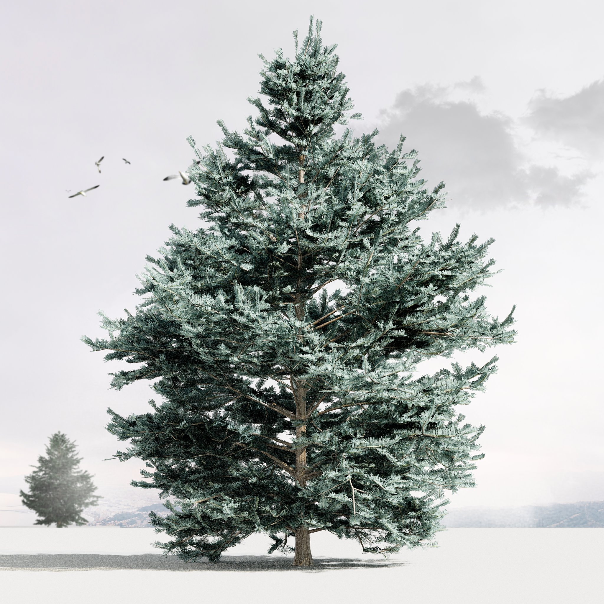 Nordic Fir Abies Realistic | Trees models | BlenderKit
