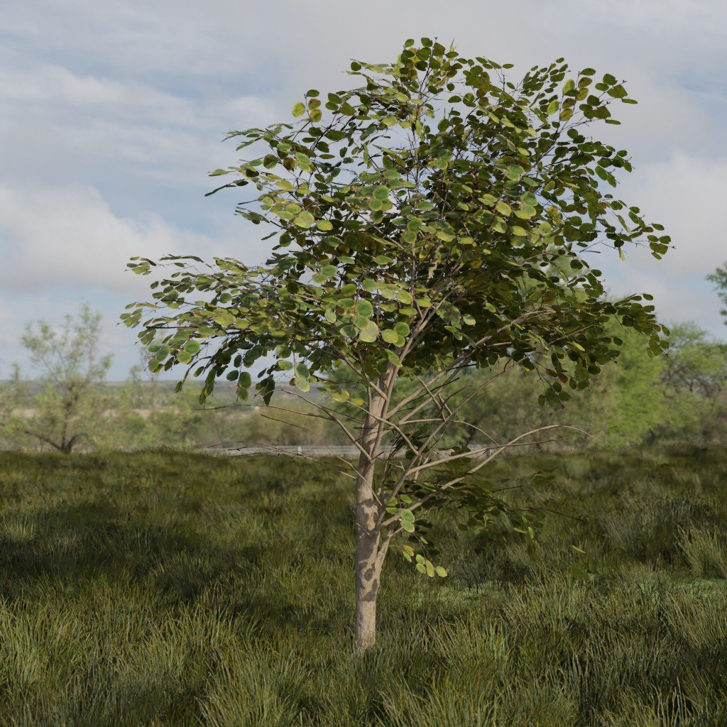 Broadleaf Dense Tree Young Tall | Trees models | BlenderKit