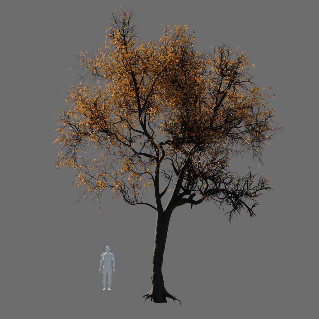 Brown Ash tree | Trees models | BlenderKit