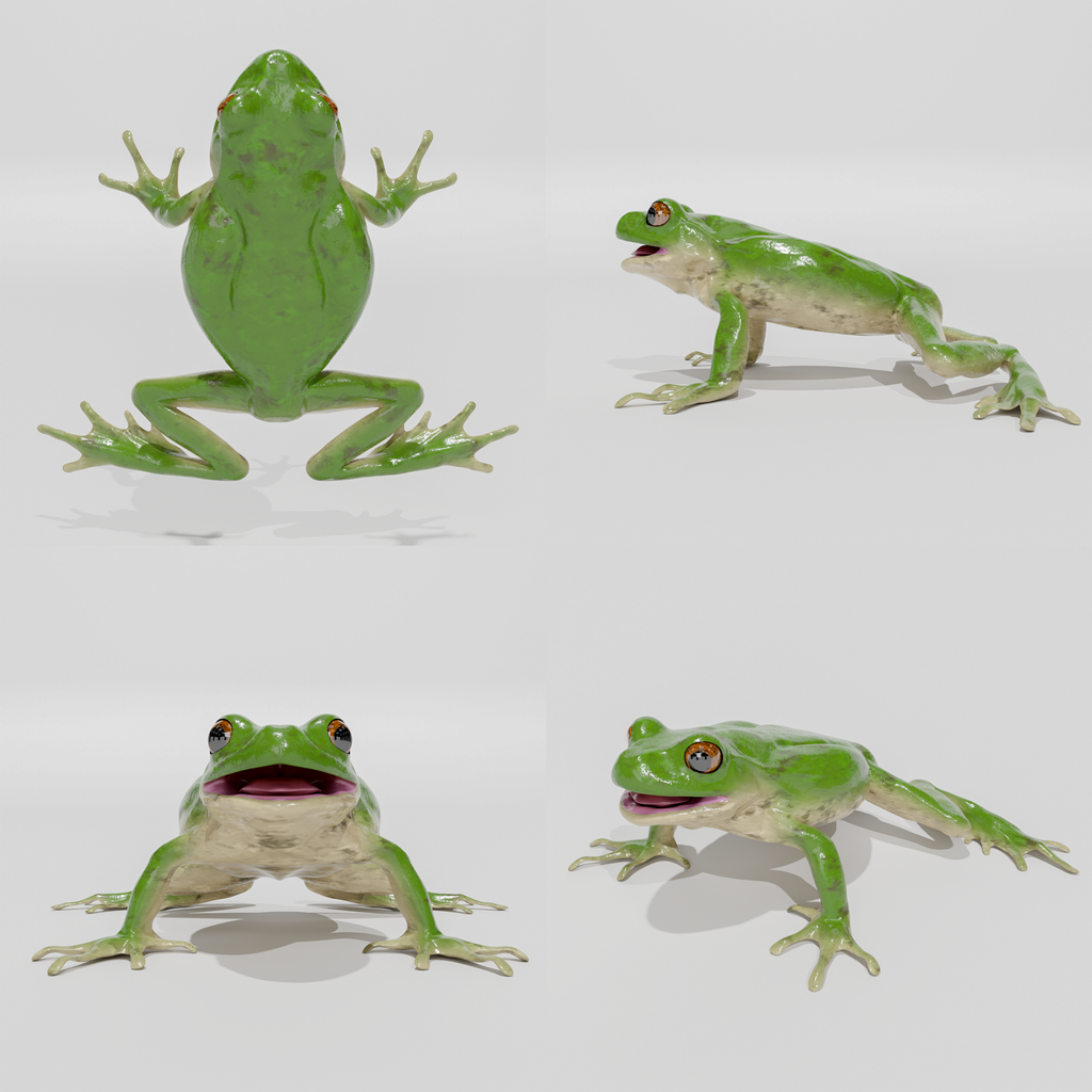 BlenderKit | Download the FREE Frog Model (White-bellied Tree Frog) model