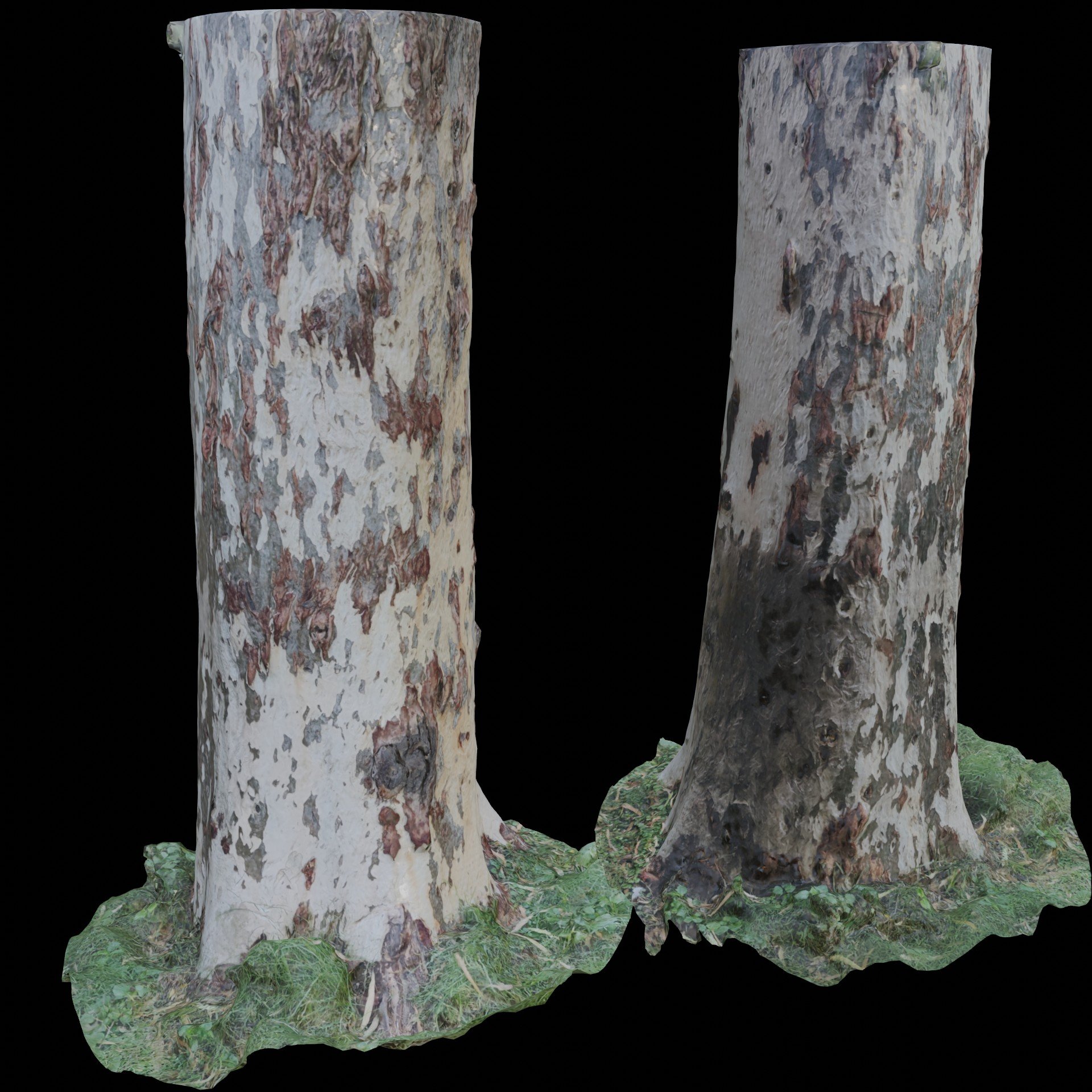 Birch Tree | FREE Trees models | BlenderKit