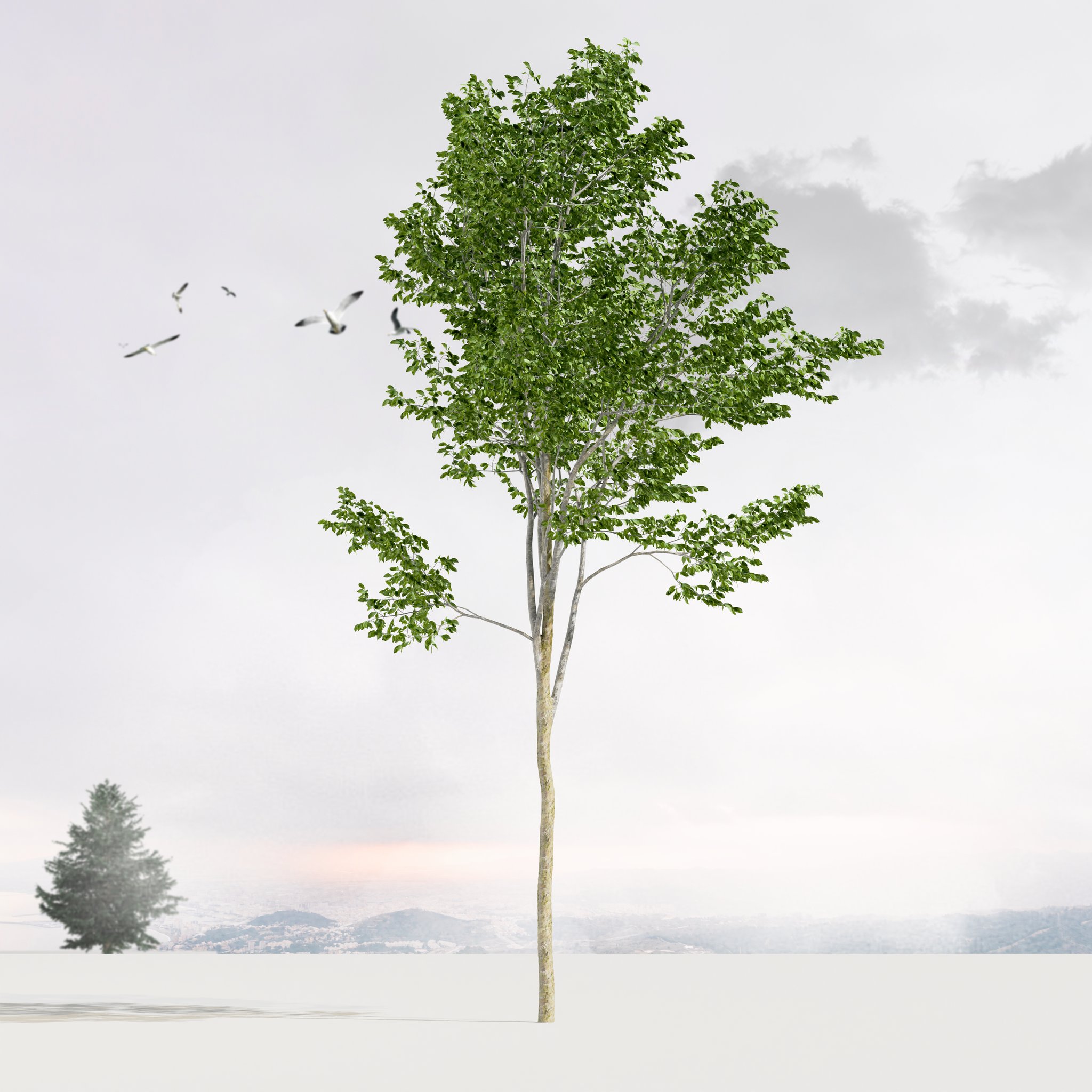 Agarwood Tree Realistic 4D | Trees models | BlenderKit