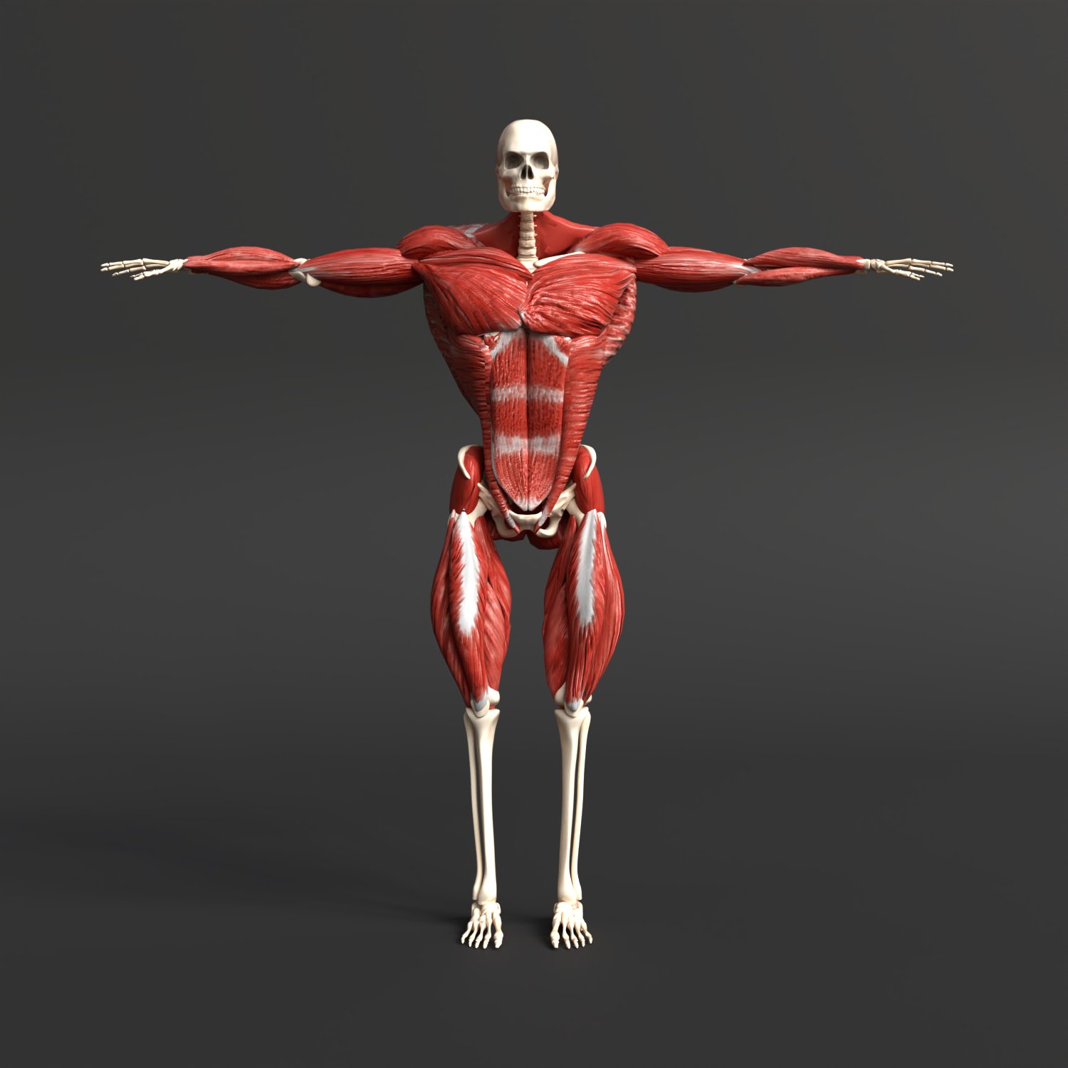 Male muscule anatomy rigged model | Full Human Bodies models | BlenderKit