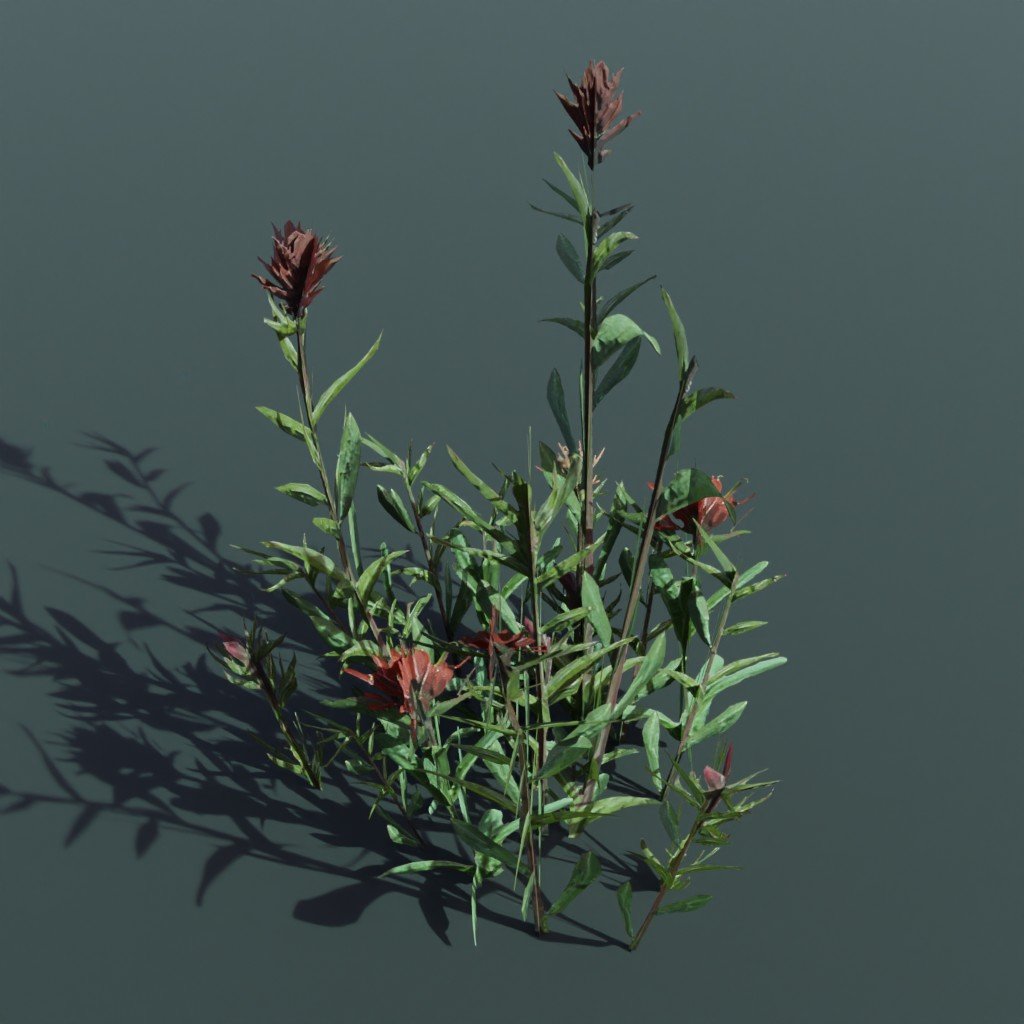 Plant Paintbrush Small | Outdoor Plants models | BlenderKit