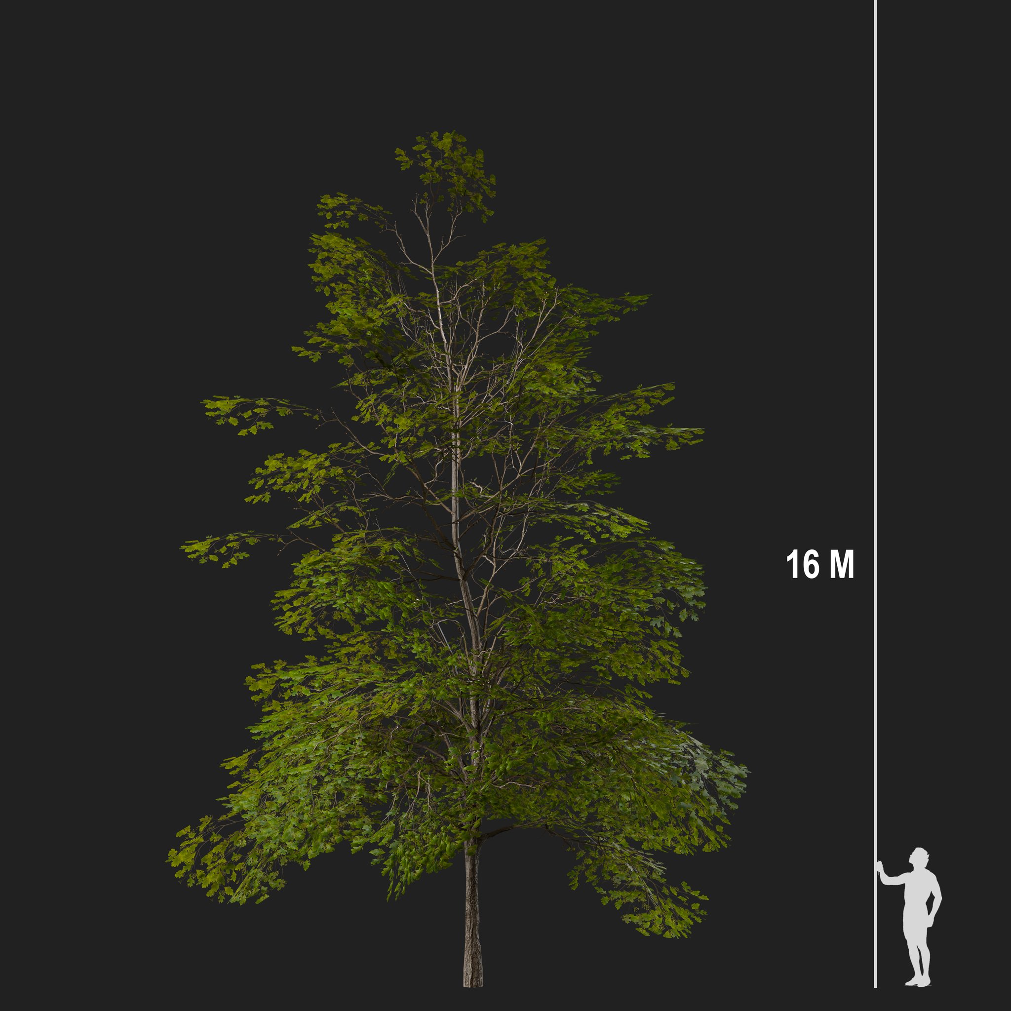 Oak LOW POLY03 | Trees models | BlenderKit