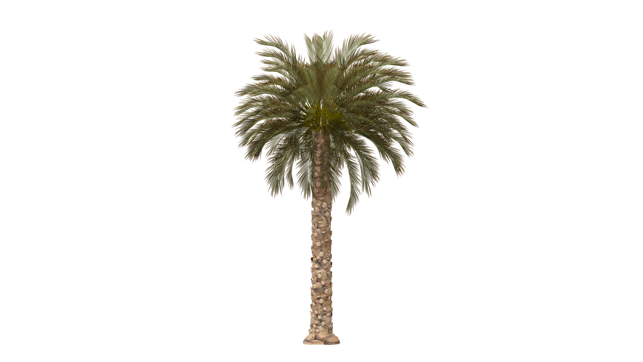 Date Palm Tree | Trees models | BlenderKit