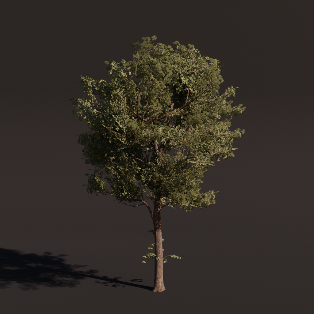 BlenderKit FREE 3D model: Tree in category Nature > Tree by Jan Hecl