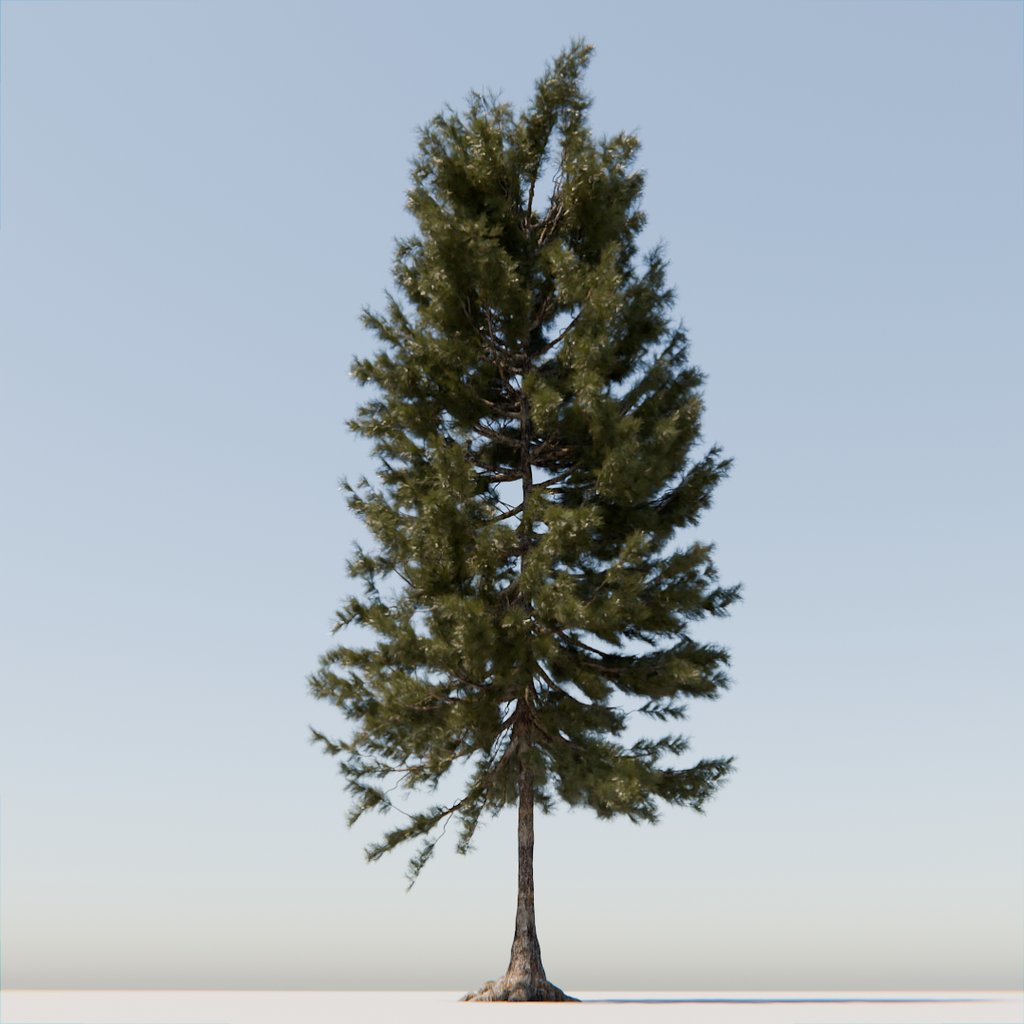 Coniferous Tree 01 | Trees models | BlenderKit