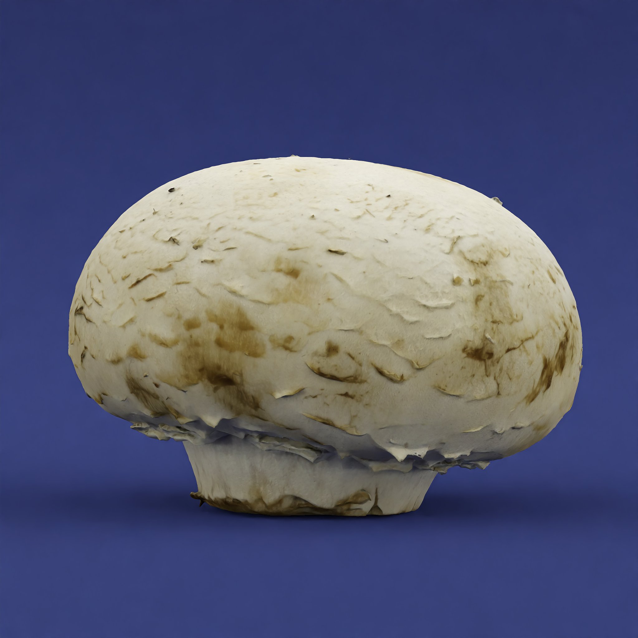 White mushroom organic food scan | Fruit & Vegetables models | BlenderKit