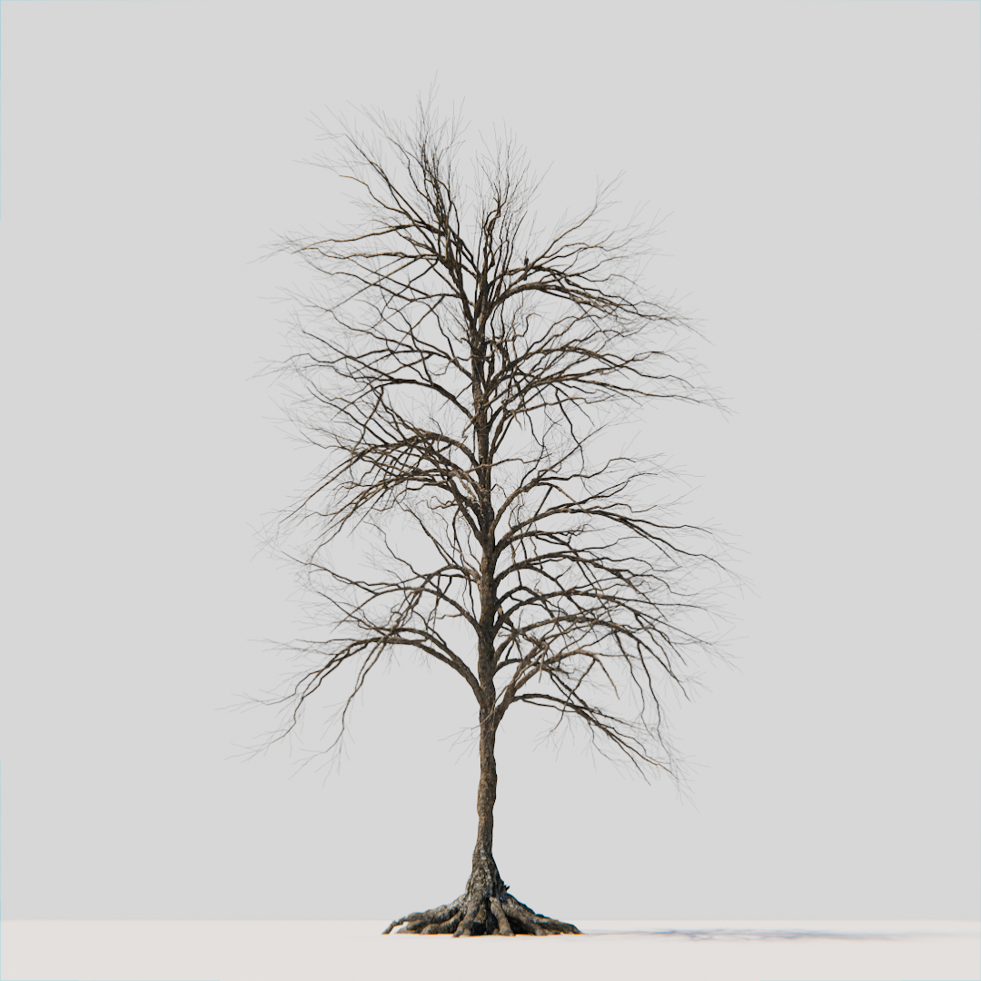 Dry Tree 08 | Trees models | BlenderKit