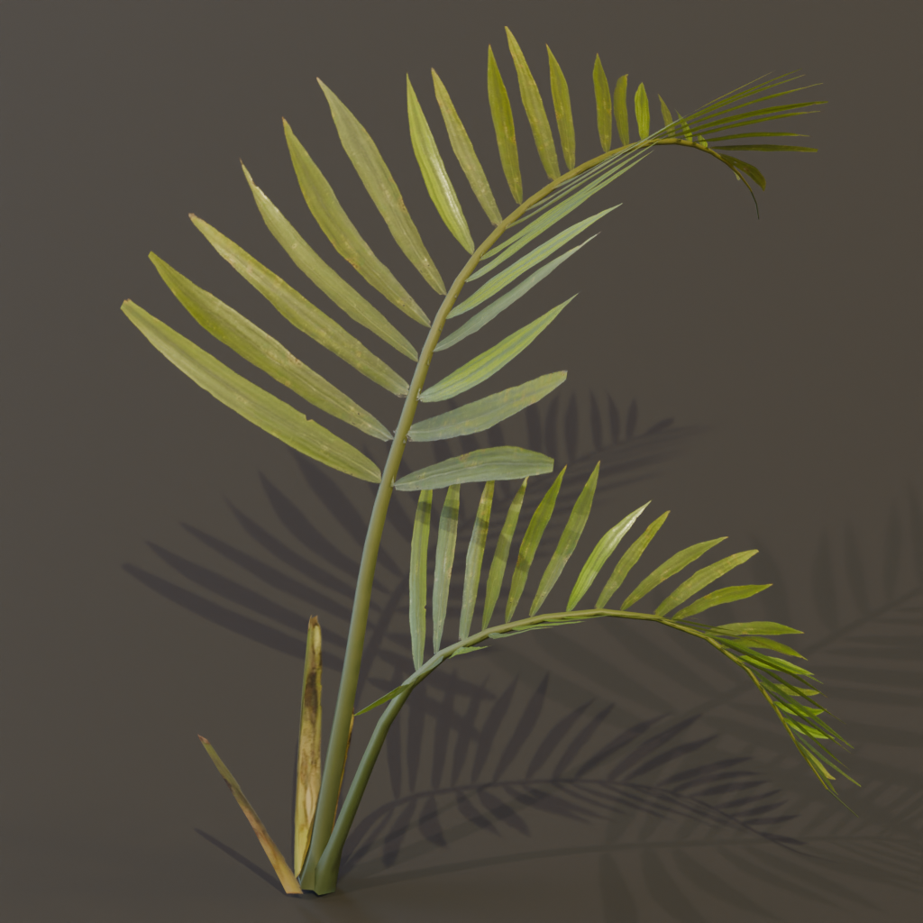 Alexandra Palm Plant Tiny Var | Outdoor Plants models | BlenderKit