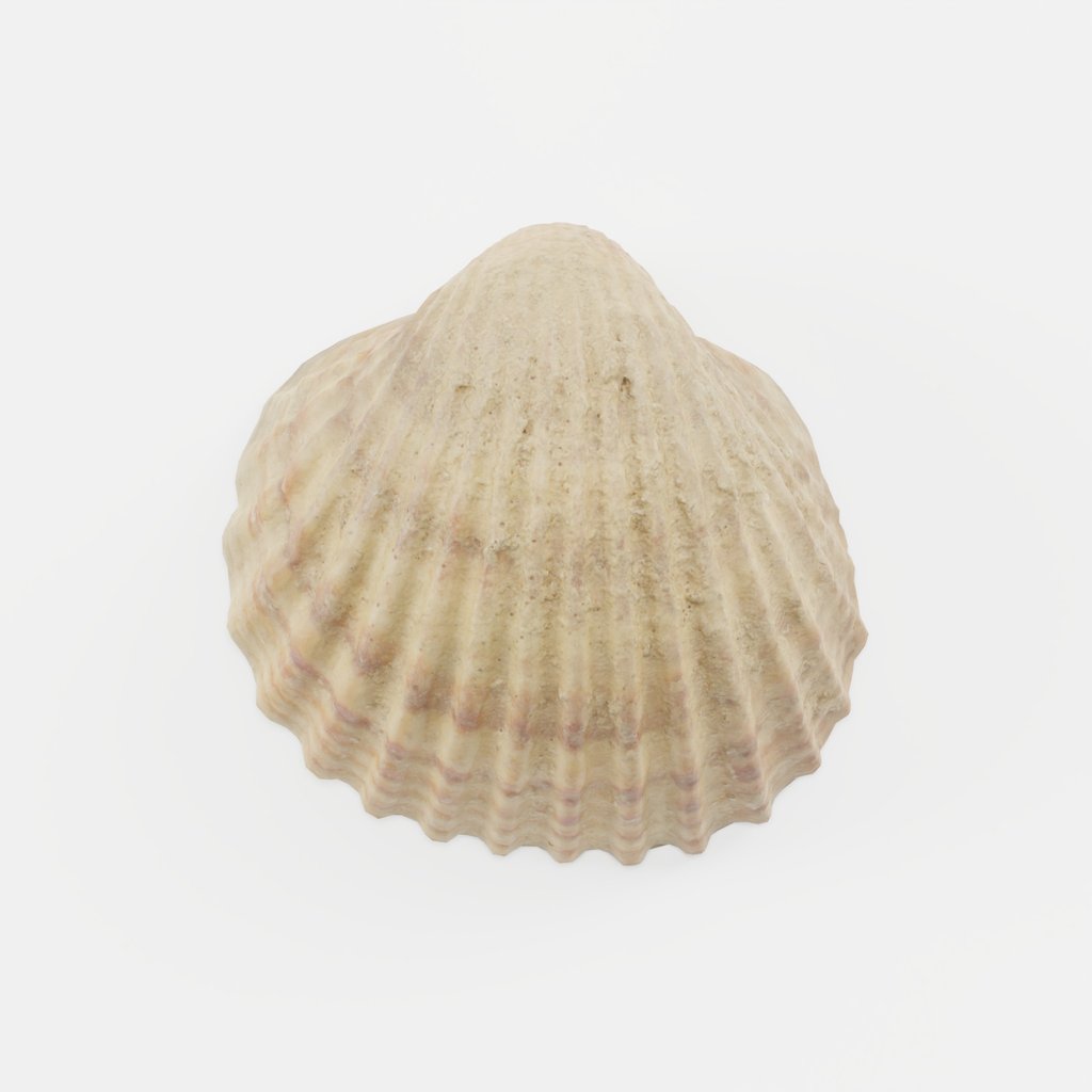 Seashell | Environment Elements models | BlenderKit